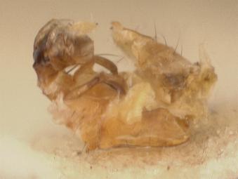 Helicobia biplagiata Dodge