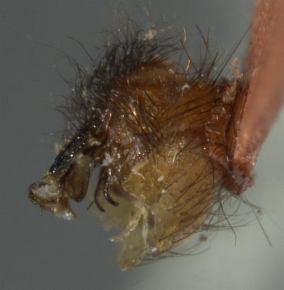 Ptilocnema miniaticauda Enderlein