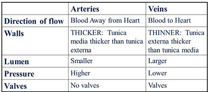 Artery vs. Vein