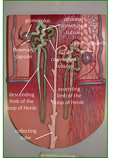 Labeled Model Of Nephron Anatomy Models Labeled Anatomy 474x711