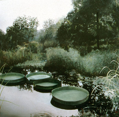 Kevin Muente--Paintings